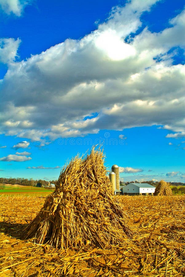 Harvested Corn Stalks in Fall Stock Image - Image of thanksgiving, blue ...