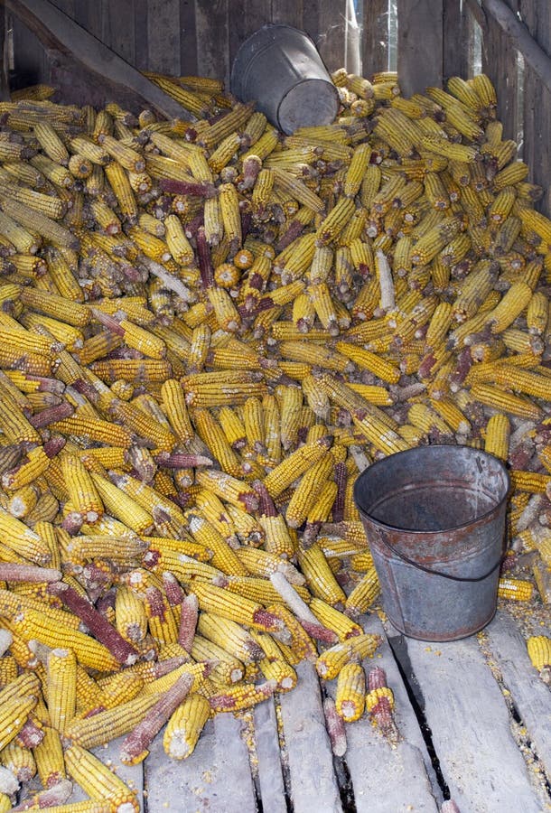 Harvested corn stock image. Image of cobs, building, corn - 33595673