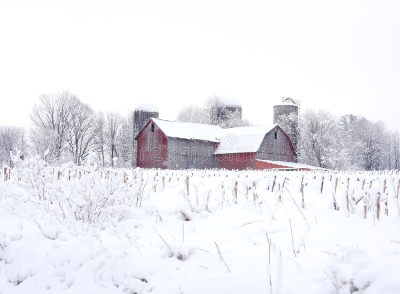 Harvested Cornfield and Barn Under Snow in Winter Stock Photo - Image ...