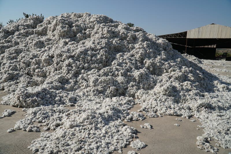 Picking cotton stock photo. Image of field, harvest - 199774622