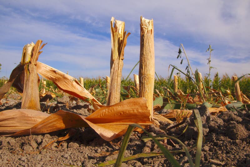 Harvested Crop stock image. Image of vegetable, outside - 58494265