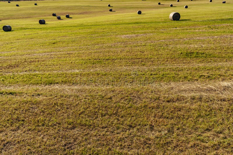 Harvested Crops in the Form of Grass on the Farmland in the Countryside ...