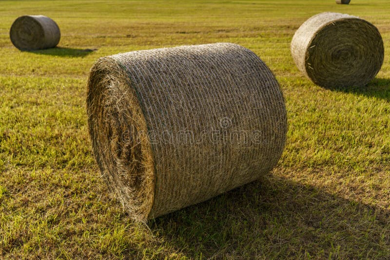 Harvested Crops in the Form of Grass on the Farmland in the Countryside ...
