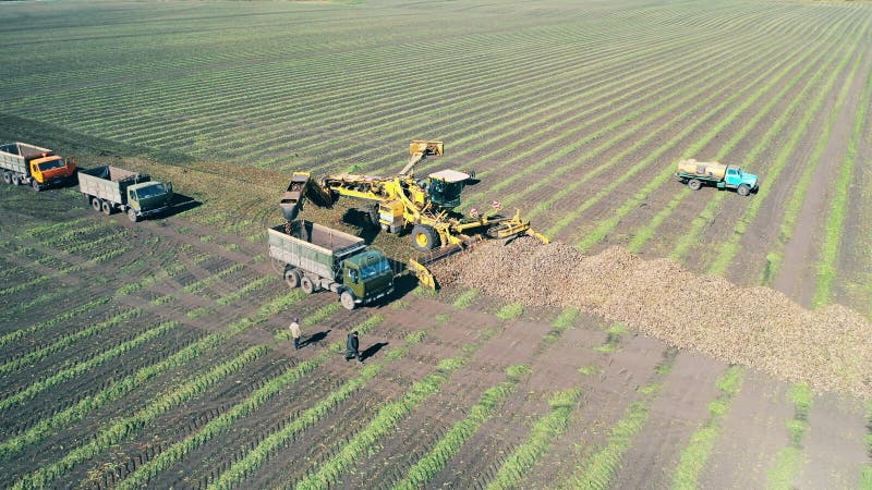 Harvested Crops are Getting Loaded into Transport in a Top View Stock ...