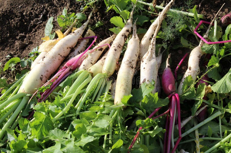 Harvested Daikon Radish Root Stock Image - Image of organic, vegetarian ...