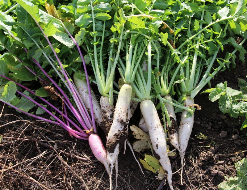 Harvested Daikon Radish Root Stock Image - Image of agricultural ...