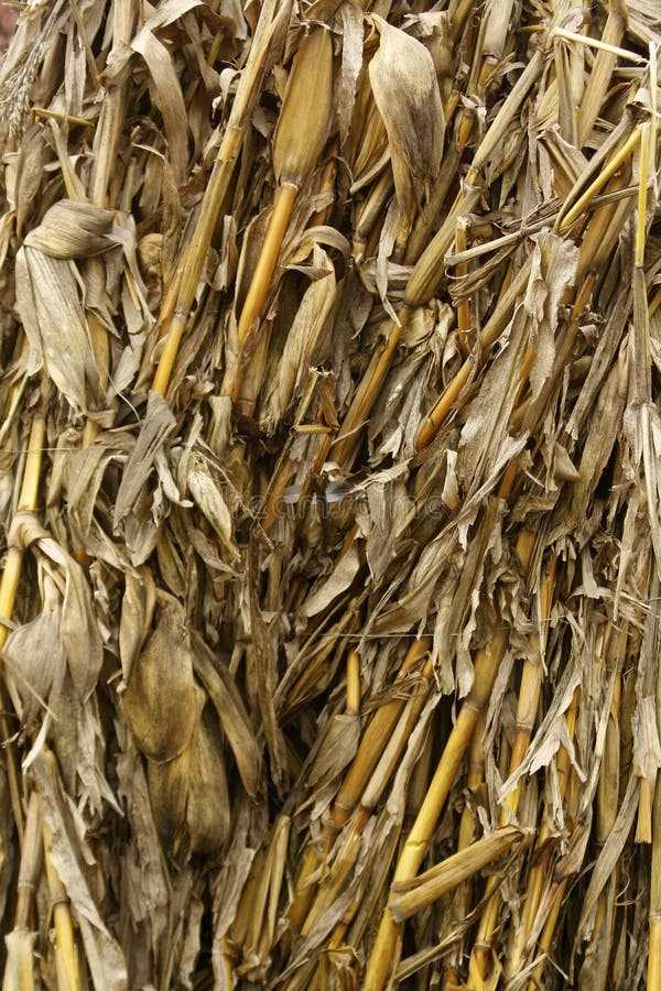 Harvested Dried Maize Plants on Farmland. Stock Photo - Image of ...