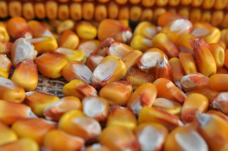 Dry corn grain close up stock photo. Image of cereal - 166425358