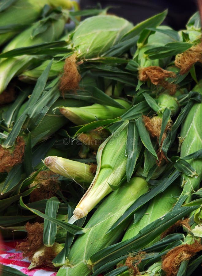 Harvested Ears of Corn stock photo. Image of pile, ears - 43346014