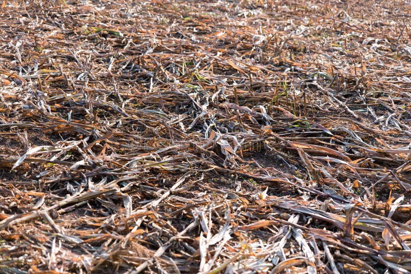 Harvested Empty Corn Field in Autumn Stock Image - Image of harvesting ...