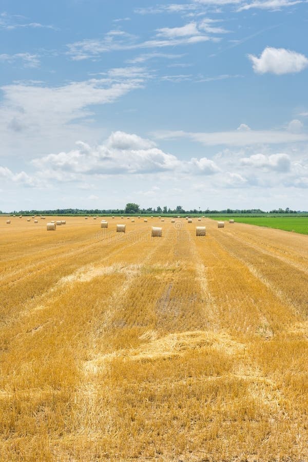 Harvested field with bales stock image. Image of preparation - 96663385