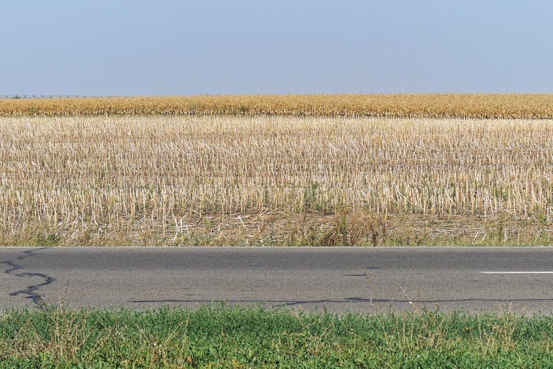 Harvested field stock image. Image of harvested, grass - 78513567