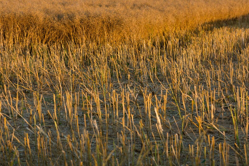 Harvested field stock image. Image of farm, natural, harvest - 78197923