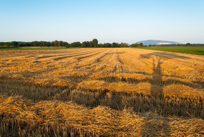 Harvested field stock photo. Image of cultivated, outdoor - 32979482
