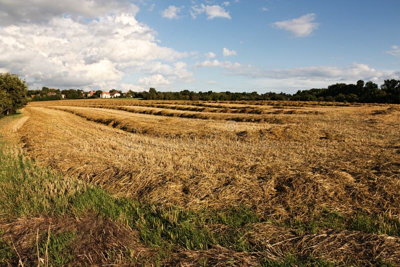 Harvested field stock photo. Image of produce, scene - 43608290
