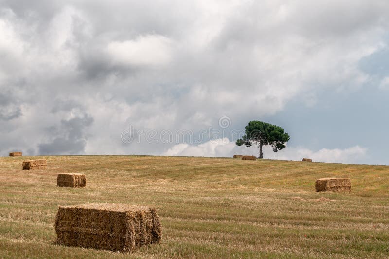 Harvested field stock image. Image of wheat, fields, harvesting - 36035937