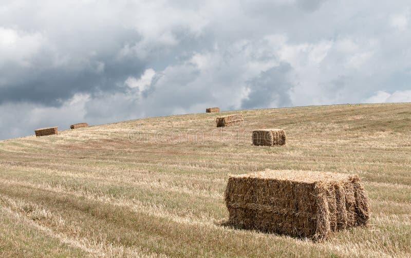 Harvested field stock photo. Image of ranch, food, agricultural - 36036004