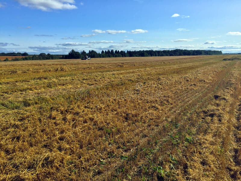 Harvested Field after Grain Crops Stock Image - Image of crops ...