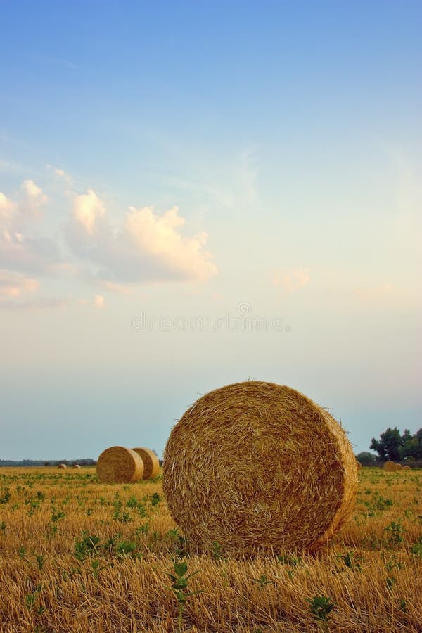 Harvested Field with Straw Bales Stock Photo - Image of circle, autumn ...