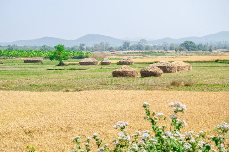 Harvested Fields with Straw Stacks Stock Photo - Image of reaped, field ...