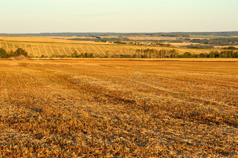 Harvested Fields at Sunrise in Fall Stock Image - Image of farm, rustic ...