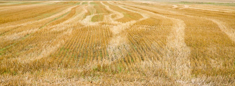 Harvested filed texture stock image. Image of track, texture - 10885223