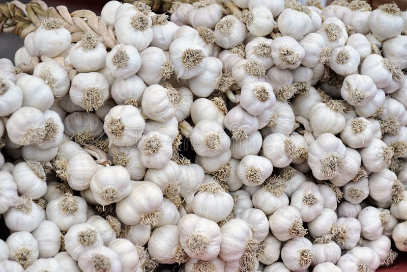 Infection of Garlic by White Rot, Sclerotium Cepivorum Stock Photo ...
