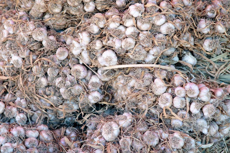 Harvested Garlic Bulbs Lying on the Ground. Stock Photo - Image of ...