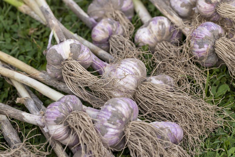 Harvested Garlic on the Grass while Drying in the Sun Stock Photo ...