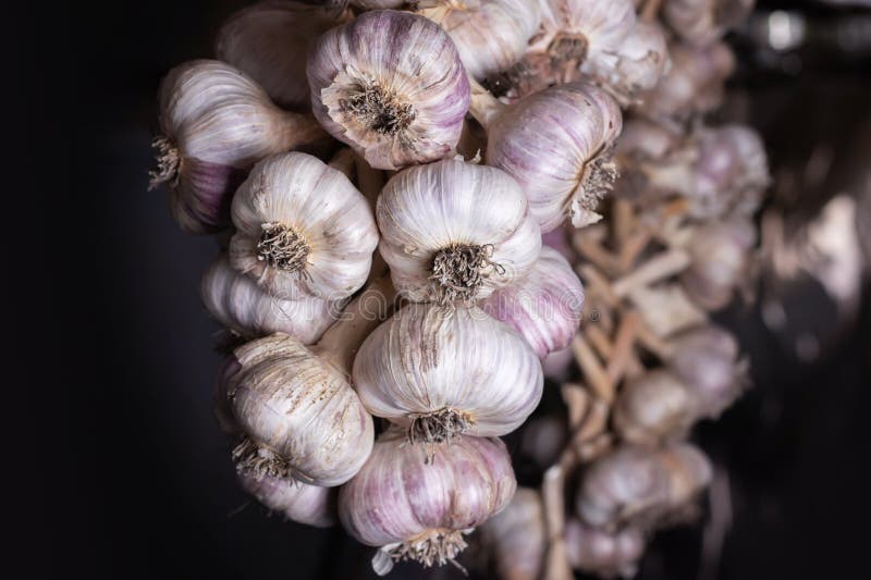 Harvested Garlic Hanging in Bundles To Dry Stock Photo - Image of food ...