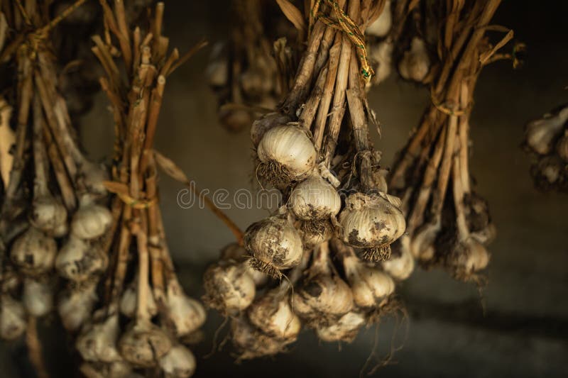 Harvested Garlic Harvest Bundle Hanging Stock Photo - Image of food ...