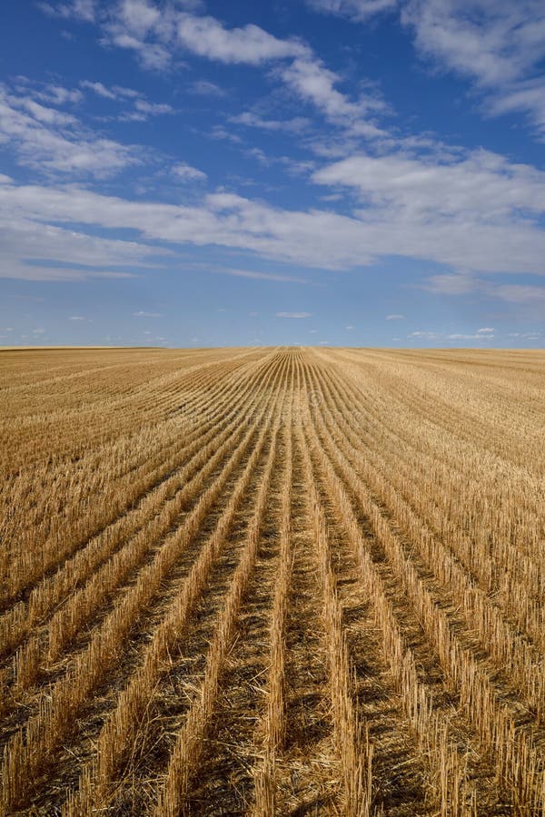 Harvested Grain Field Canadian Prairies Stock Image - Image of crop ...