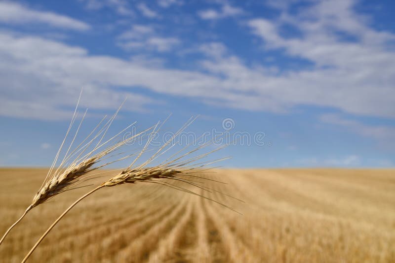 Harvested Grain Field Canadian Prairies Stock Image - Image of scene ...
