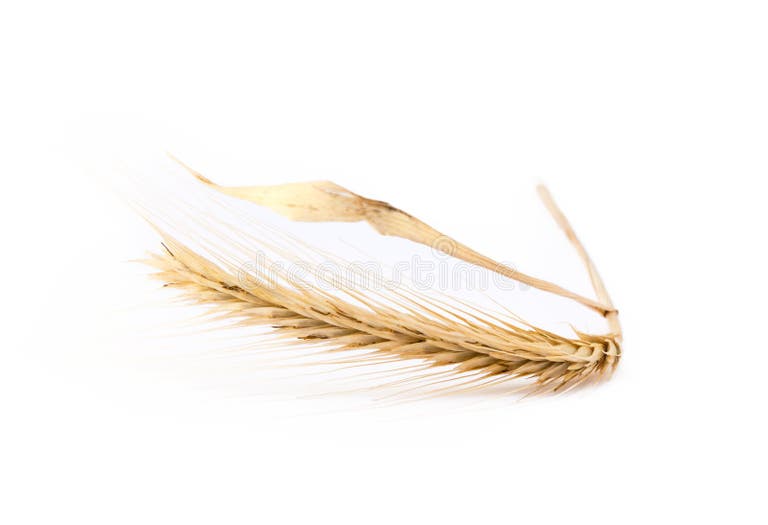 Harvested grain, rye stock image. Image of grow, background - 142438741