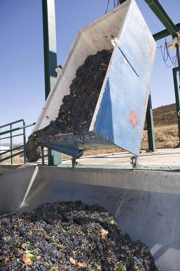 Harvested Grapes in Container Stock Image - Image of food, purple: 29647951