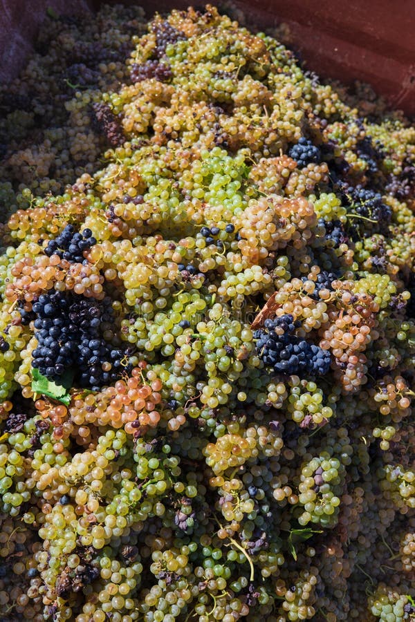 Grapes in the container stock photo. Image of green, bunch - 27195978