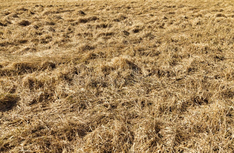 Harvested hay field stock image. Image of rural, wavy - 24127085