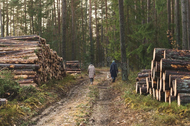 Harvested Logs Awaiting Transport. the Logging Industry Provides ...
