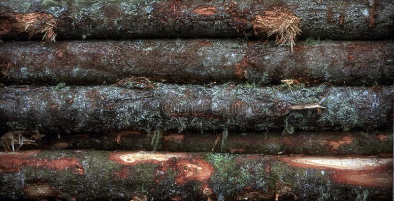 Harvested Logs stock photo. Image of stack, lumber, logs - 93958840