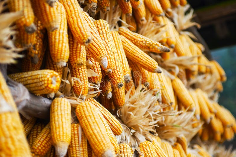 Harvested maize cob stock image. Image of gardening - 198709973