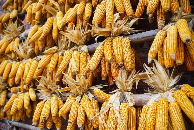Harvested maize cob stock image. Image of leaves, golden - 198709979
