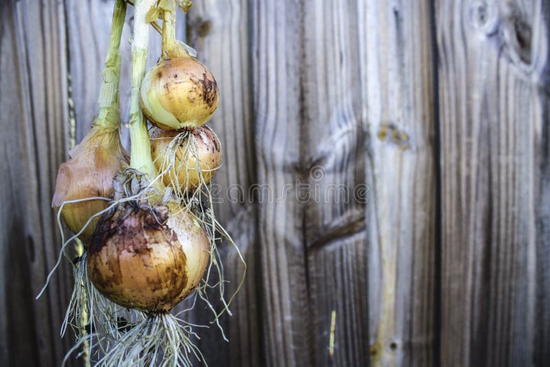 Harvested Onion Fence stock photo. Image of drink, food - 79242882