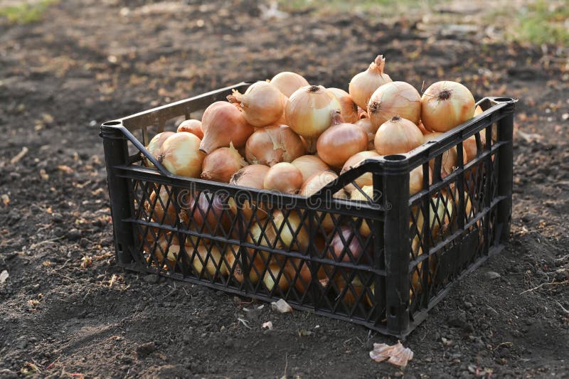 Harvested onions in a box stock photo. Image of ripe - 339021150