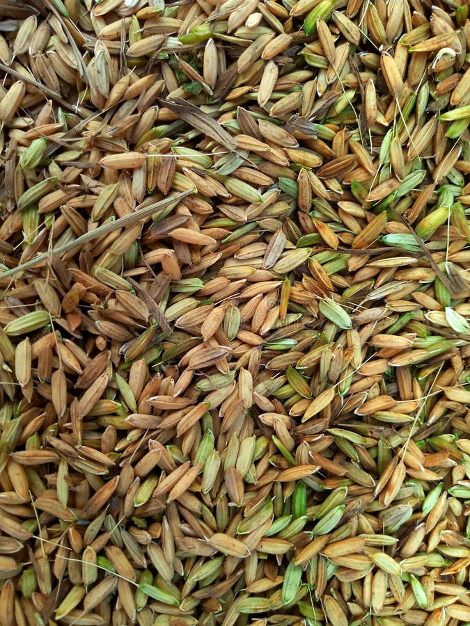 Harvested Paddy Collection Texture Stock Image - Image of rice, texture ...