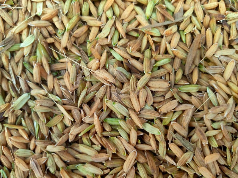 Harvested Paddy Collection Texture Stock Photo - Image of herb, dish ...