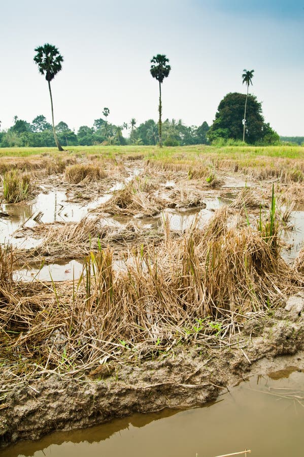 4,858 Padi Photos - Free & Royalty-Free Stock Photos from Dreamstime