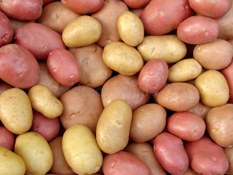Potato tubers stock photo. Image of farm, healthy, fresh - 20435184