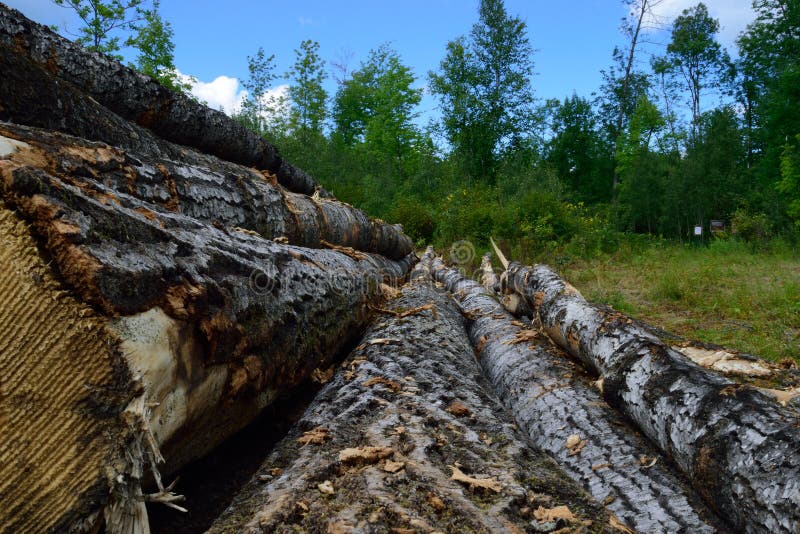 Harvested Quaking Aspen (Populus Tremuloides) on Log Landing Stock ...