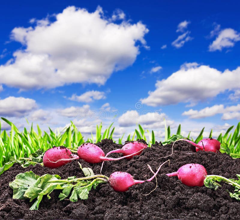 945 Radishes Field Stock Photos - Free & Royalty-Free Stock Photos from ...