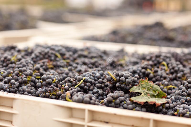 Harvested Red Wine Grapes in Crates Stock Photo - Image of creates ...